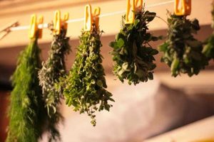 Secar Plantas Medicinales Mгіdo Habitual La Naturaleza пёџnos Importa