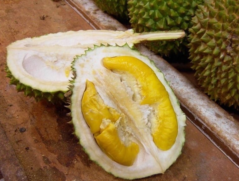 El Durián, la fruta más apestosa del mundo - La NATURALEZA ️nos importa